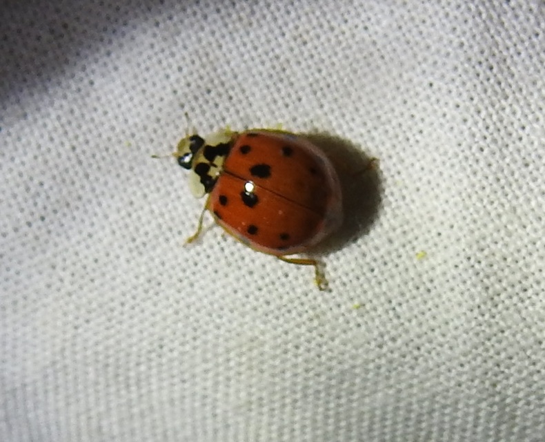 harlekinkatica - Harmonia axyridis