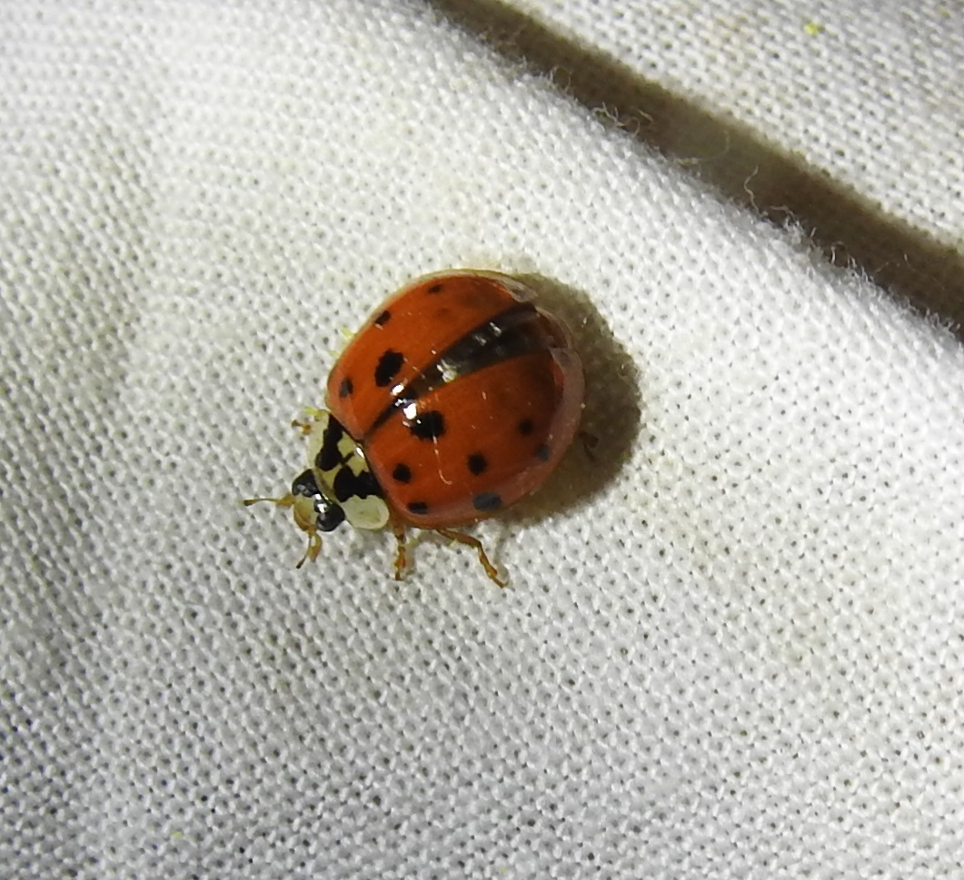 harlekinkatica - Harmonia axyridis