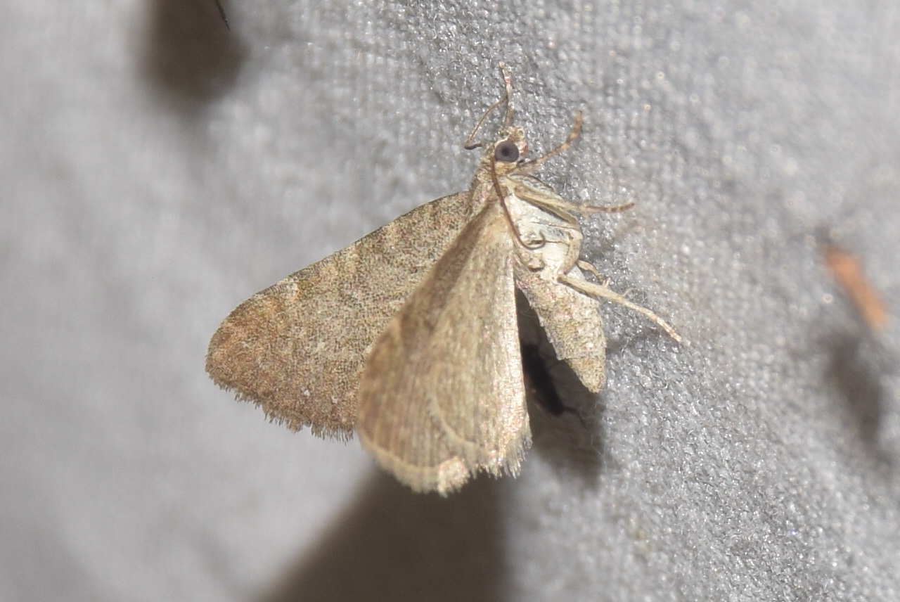 Eupithecia