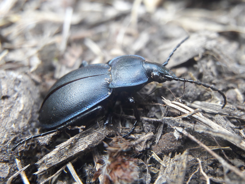 Carabus convexus simplicipennis