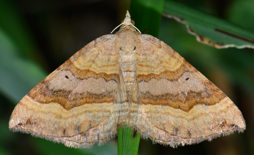 libatop-araszoló - Scotopteryx chenopodiata