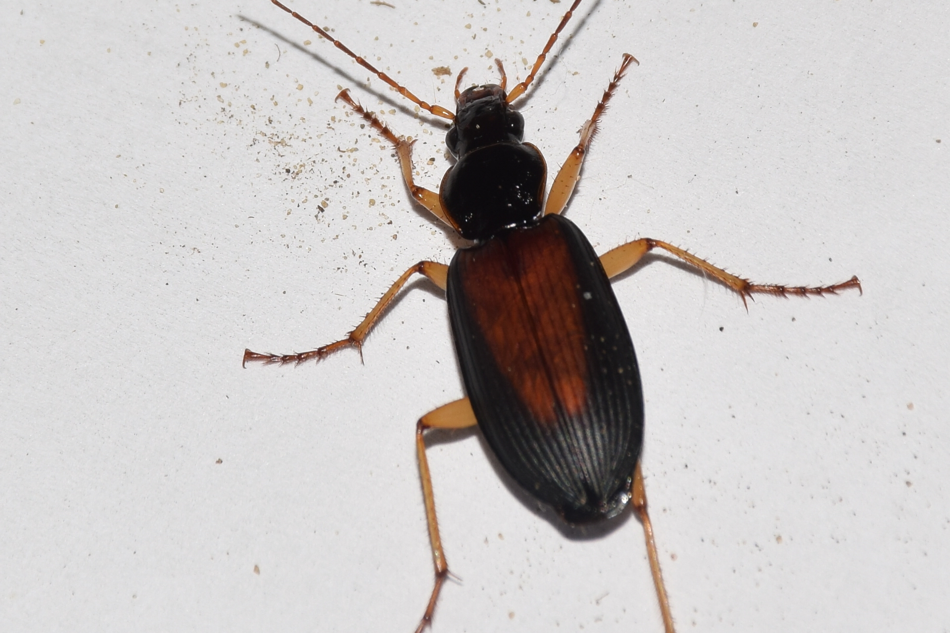 hantfutó - Dolichus halensis