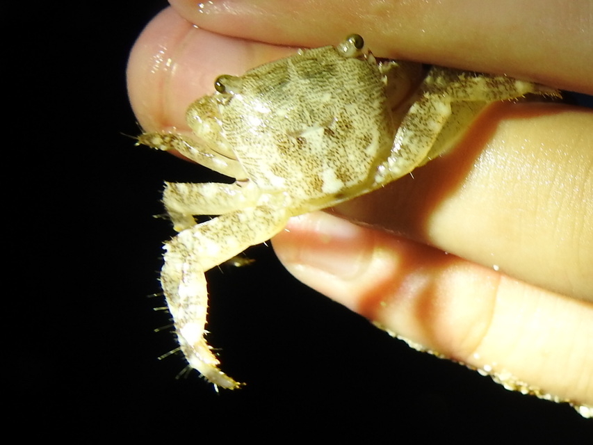 Pachygrapsus marmoratus