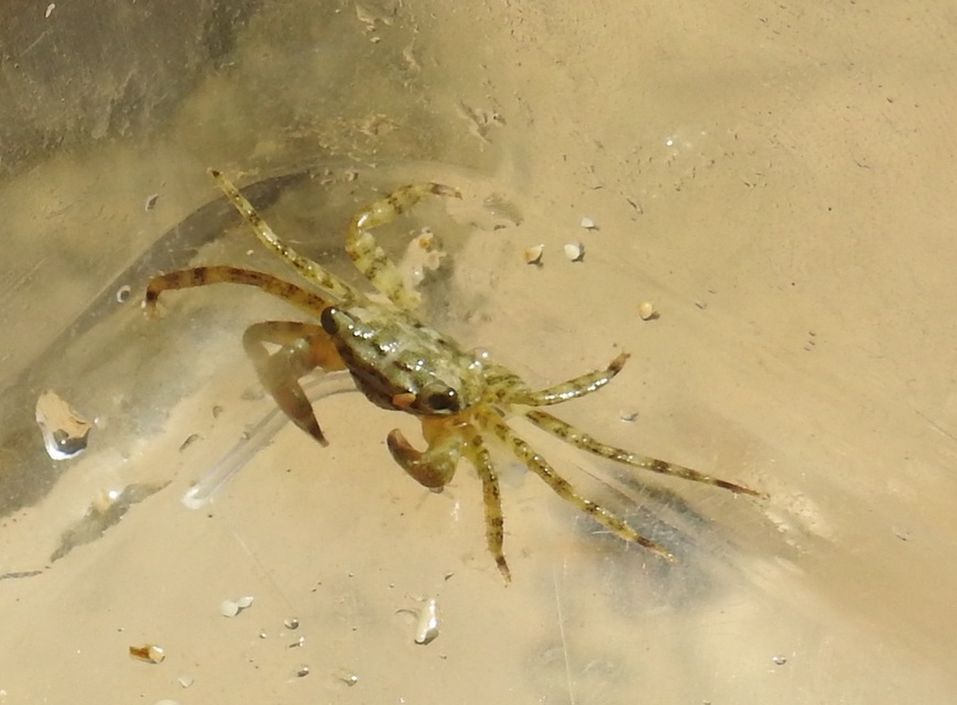 Pachygrapsus marmoratus