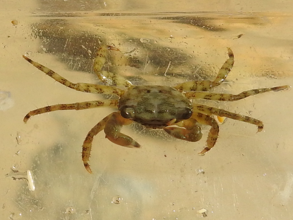 Pachygrapsus marmoratus