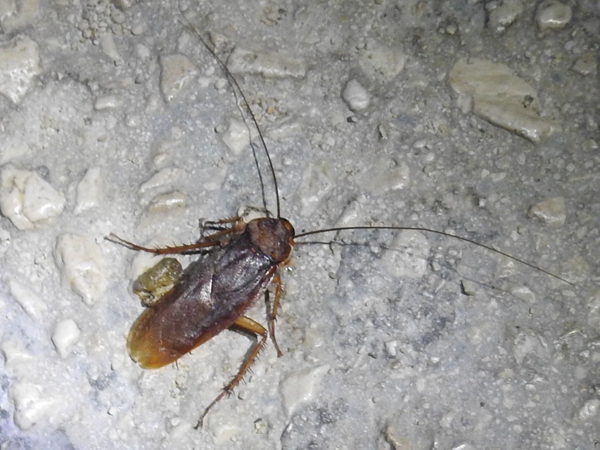 amerikai csótány - Periplaneta americana