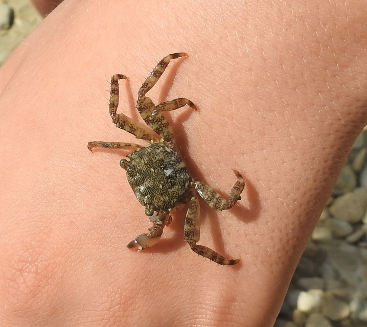 Pachygrapsus marmoratus