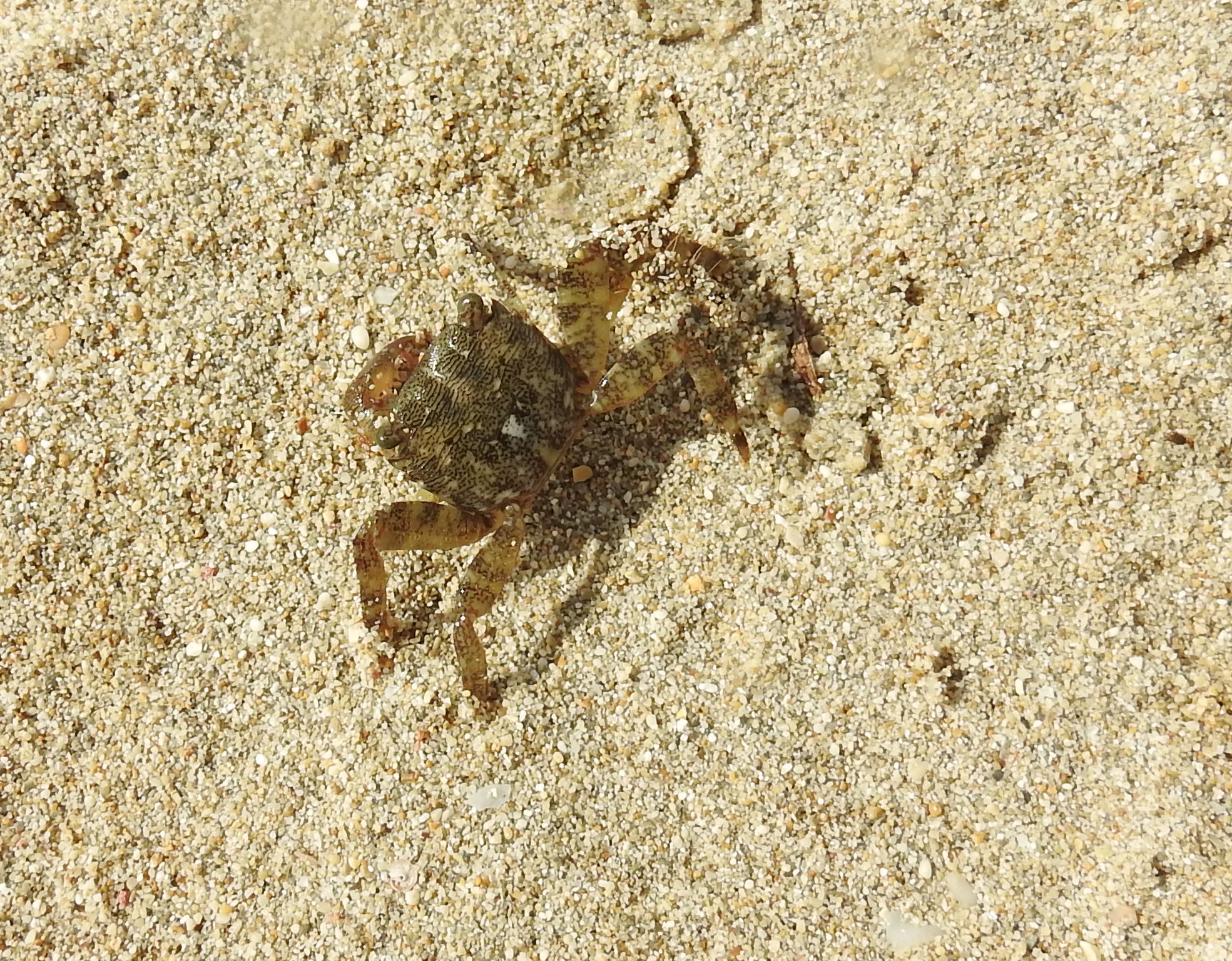 Pachygrapsus marmoratus