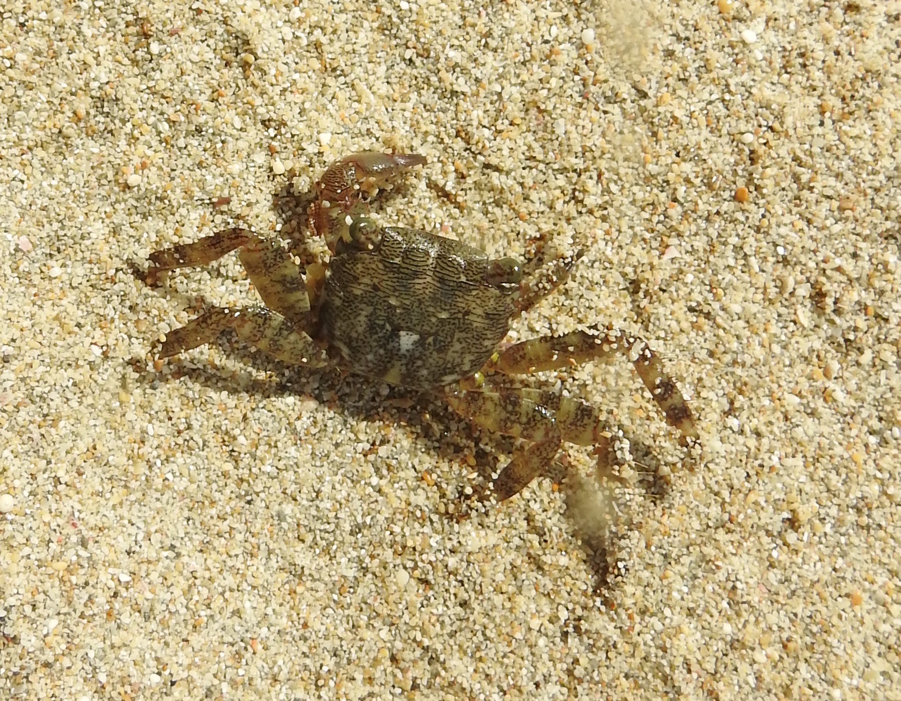 Pachygrapsus marmoratus