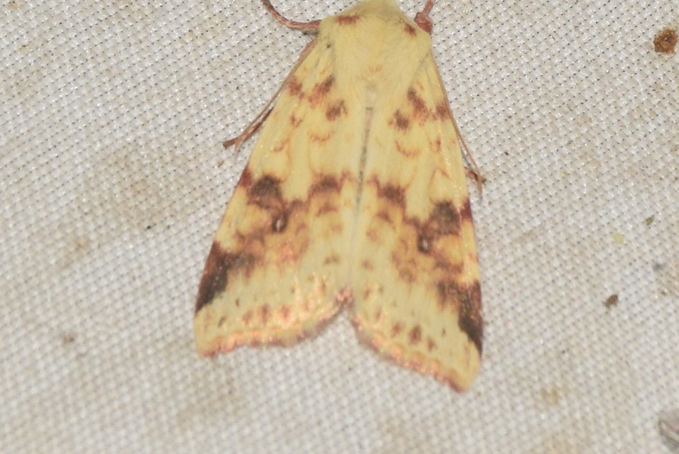 nyárfa-sárgabagoly - Xanthia icteritia