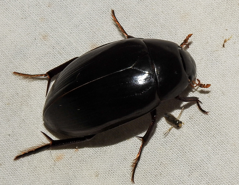 fekete óriáscsibor - Hydrophilus aterrimus