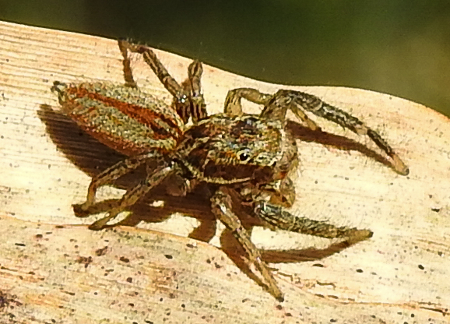 sugaras ugrópók - Marpissa radiata