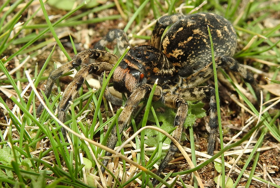 pokoli cselőpók - Geolycosa vultuosa