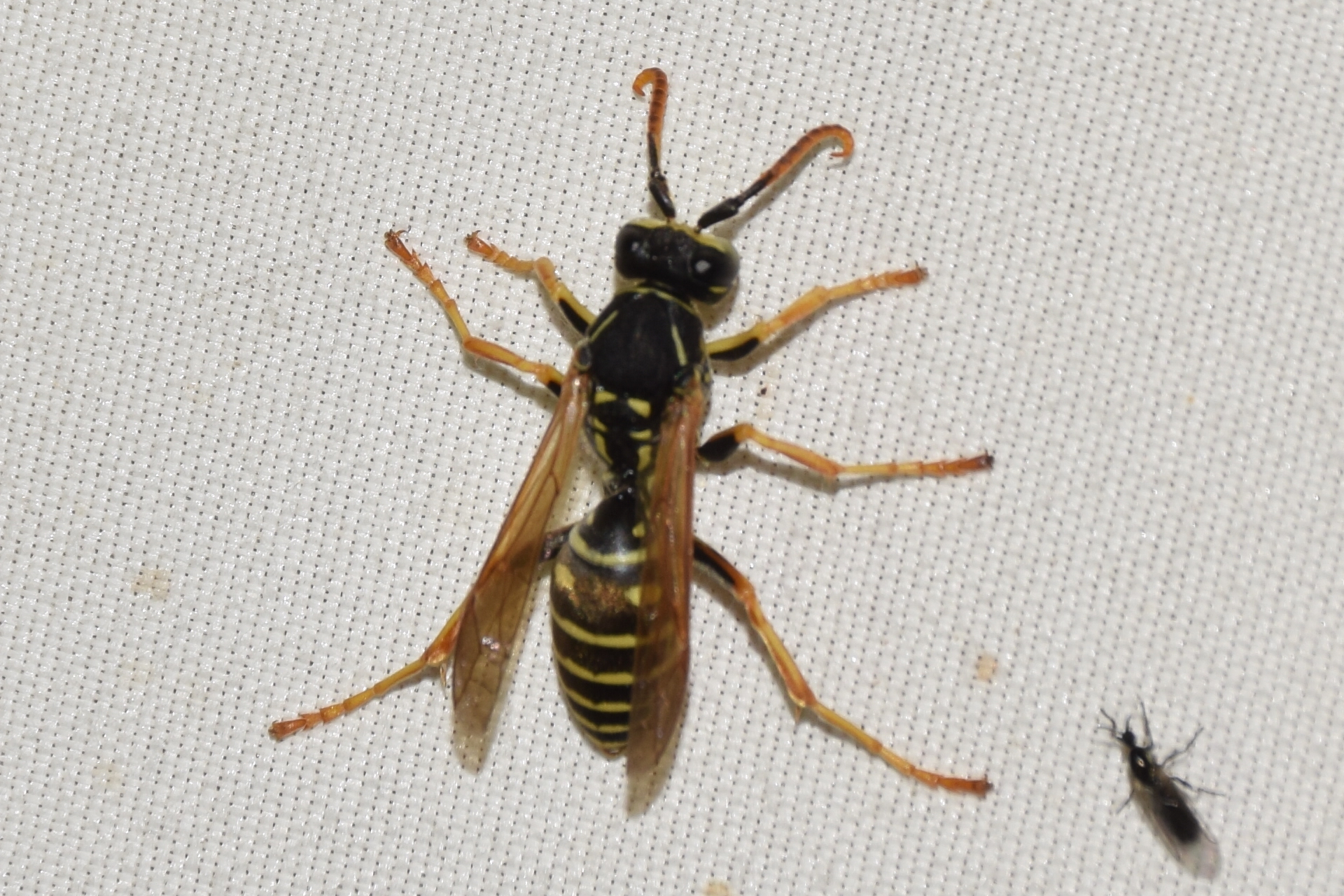 Polistes