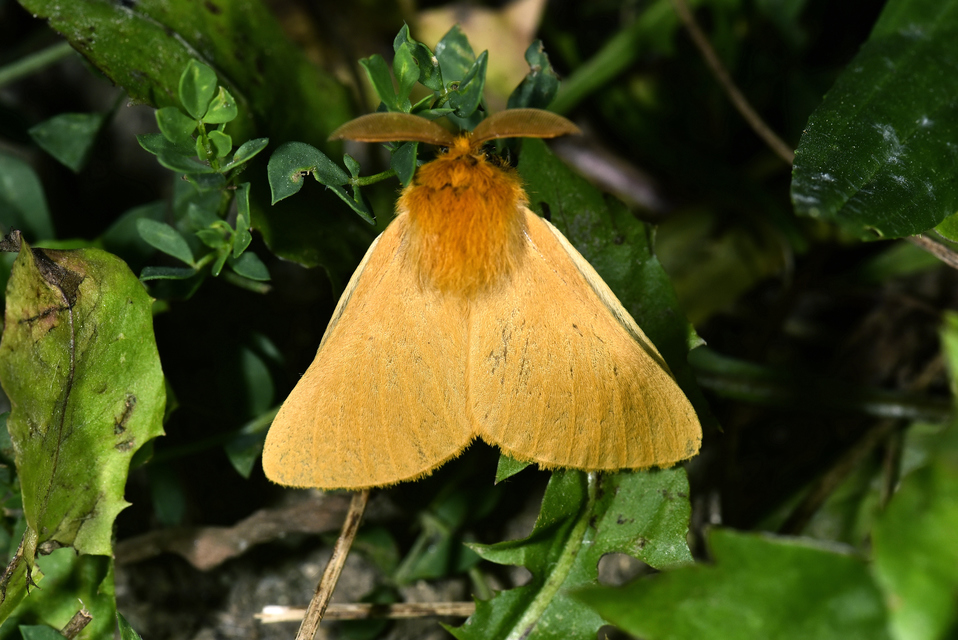 pitypangszövő - Lemonia taraxaci