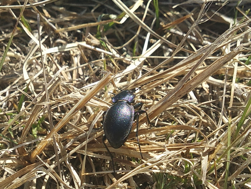 selymes futrinka - Carabus convexus