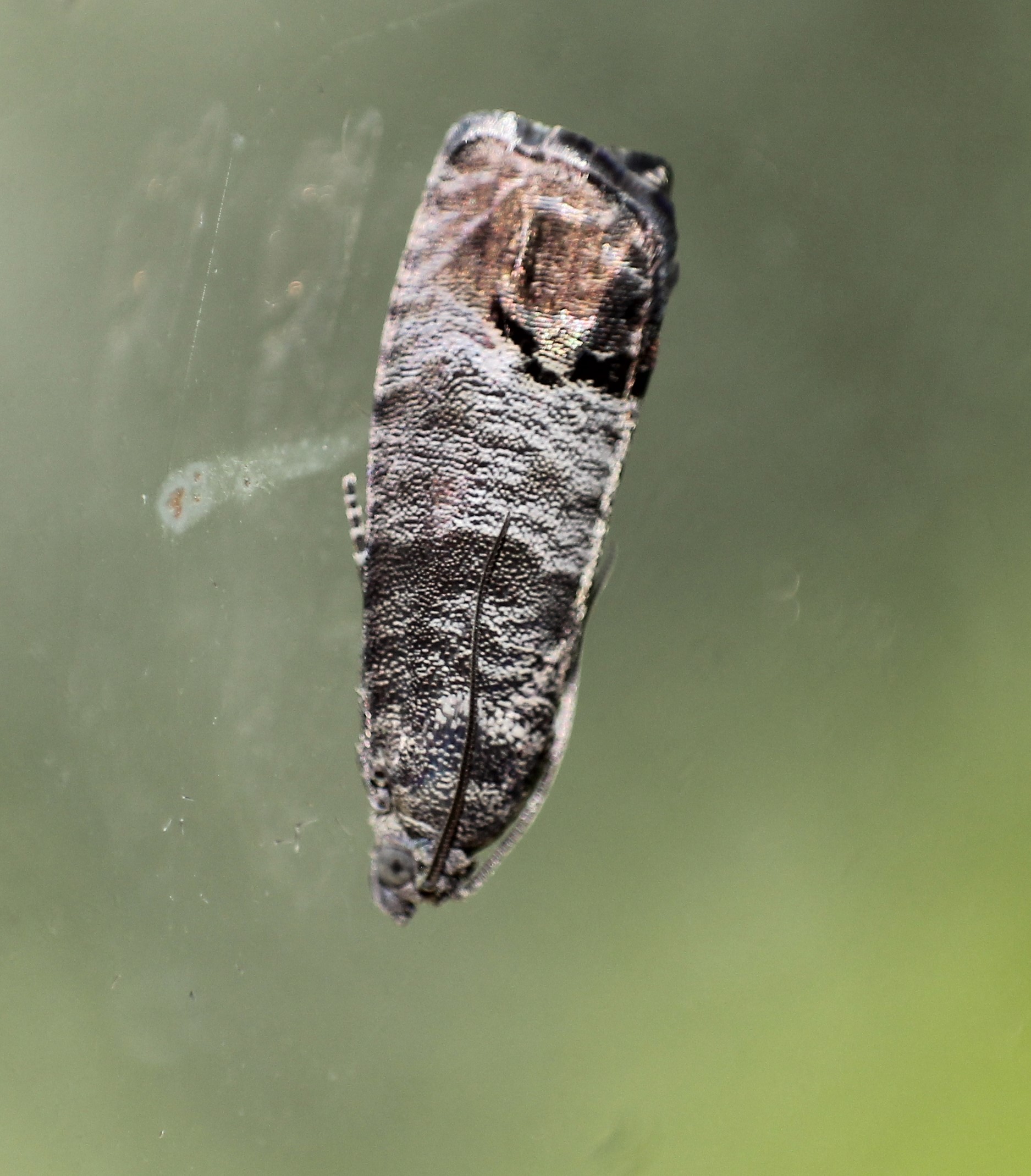 Cydia pomonella/pyrivora