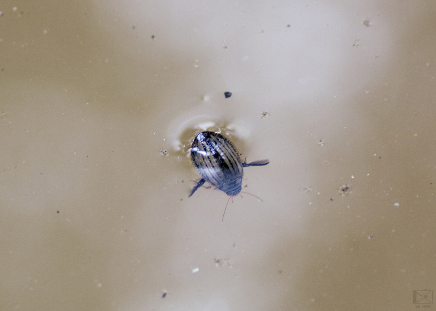 gyűrűscombú barázdáscsíkbogár - Acilius sulcatus