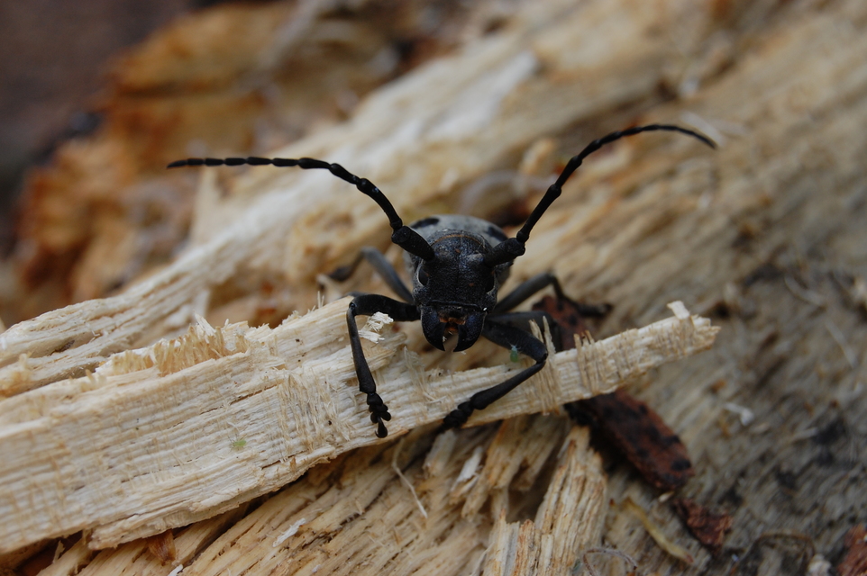gyászcincér - Morimus asper funereus