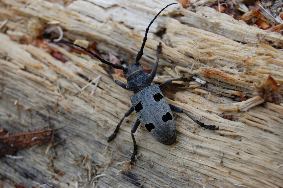 gyászcincér - Morimus asper funereus