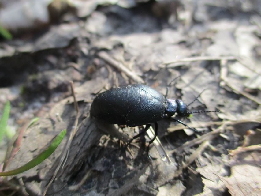 csinos nünüke - Meloe decorus