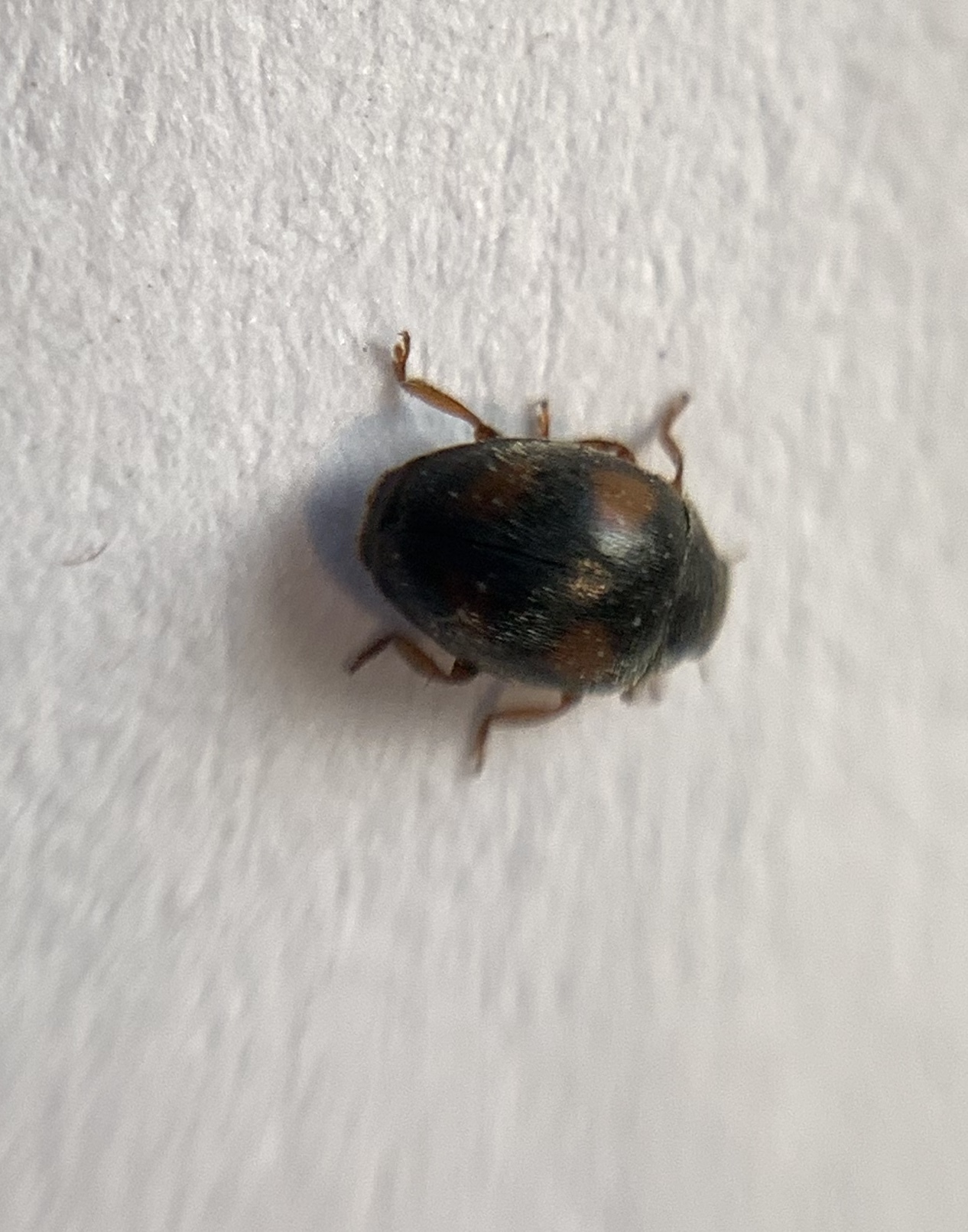 négyfoltos törpebödice - Nephus quadrimaculatus