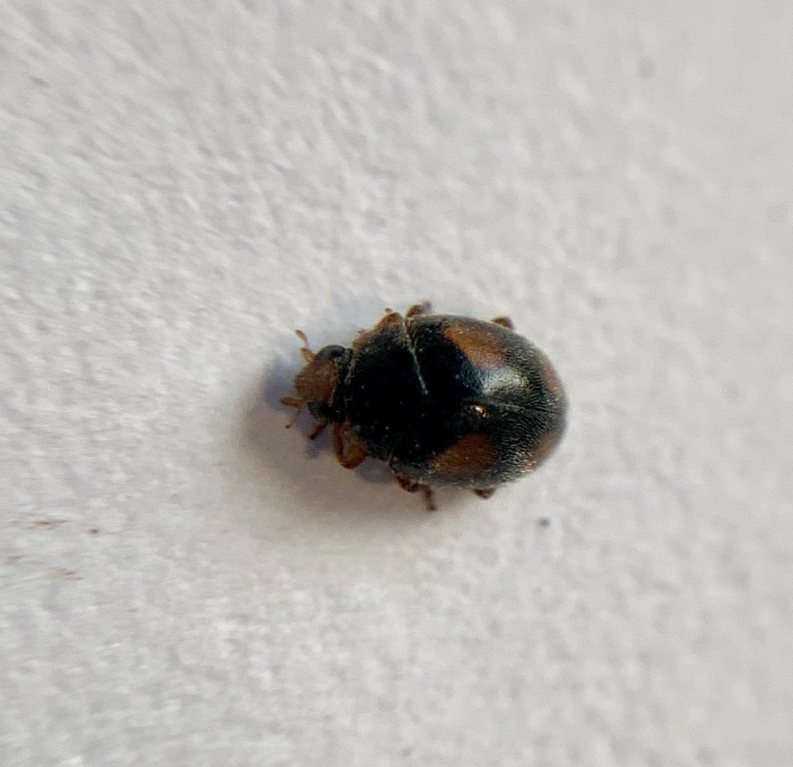 négyfoltos törpebödice - Nephus quadrimaculatus