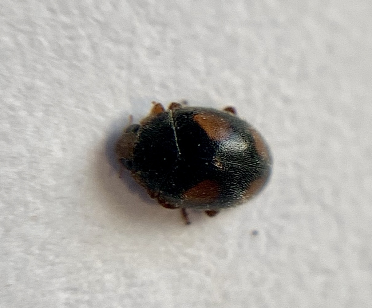 négyfoltos törpebödice - Nephus quadrimaculatus