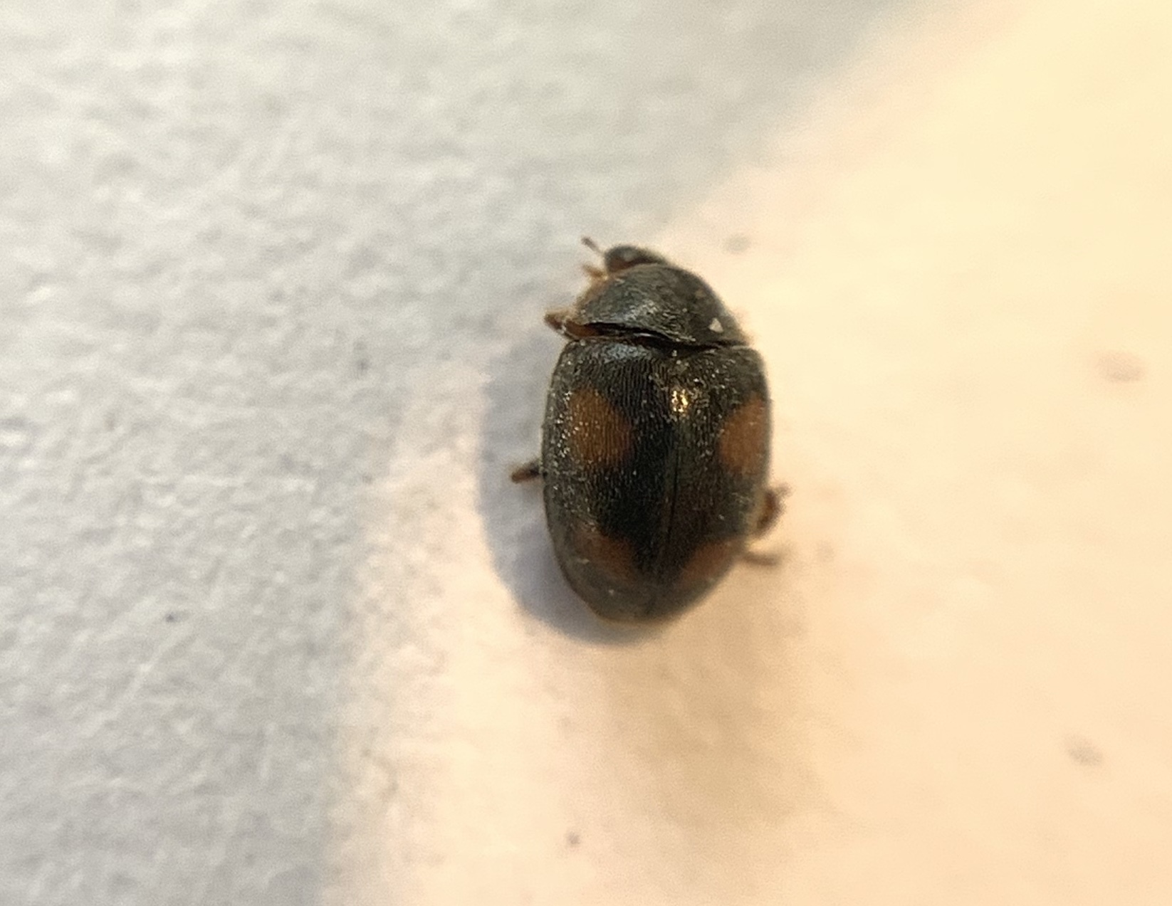 négyfoltos törpebödice - Nephus quadrimaculatus