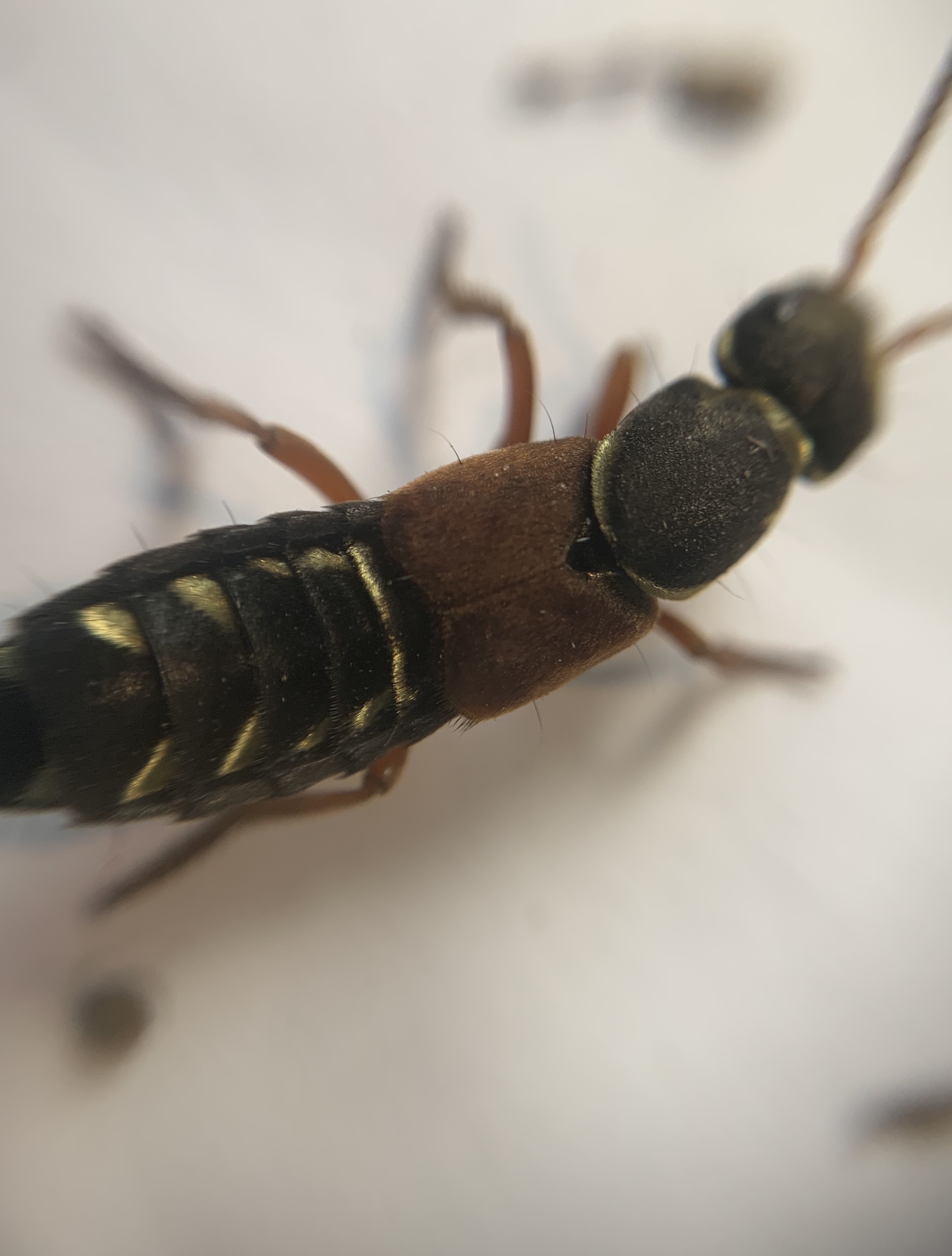 aranysujtásos holyva - Staphylinus caesareus