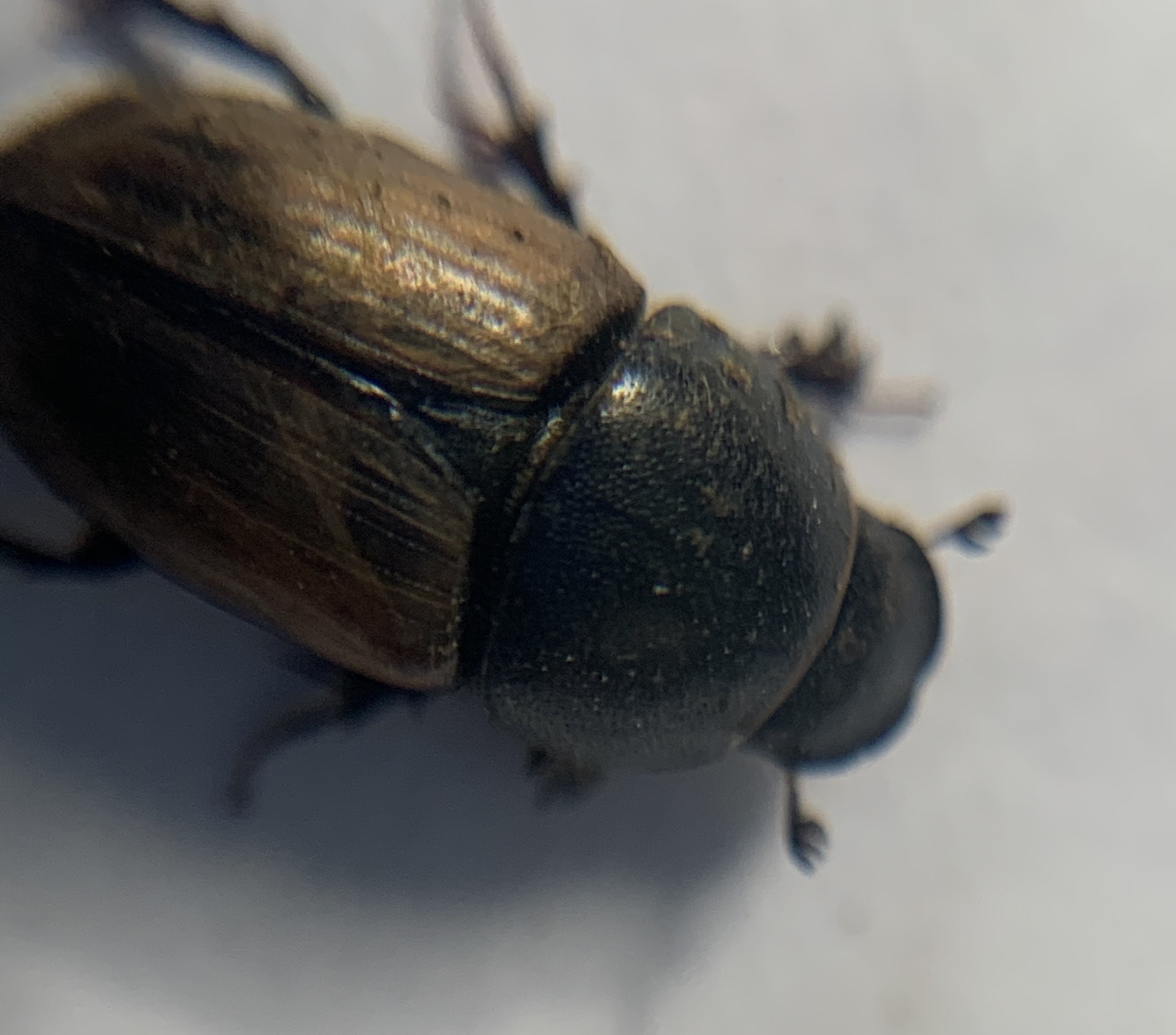 barnáshátú trágyabogár - Aphodius erraticus