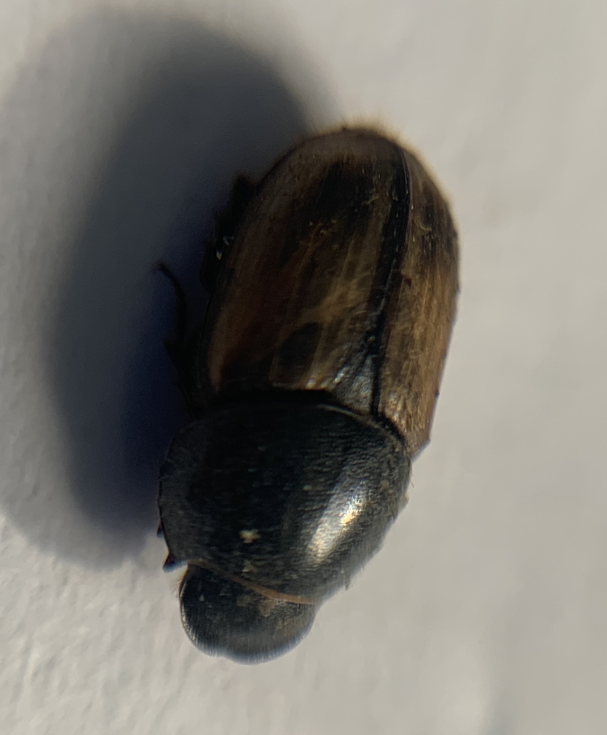 barnáshátú trágyabogár - Aphodius erraticus