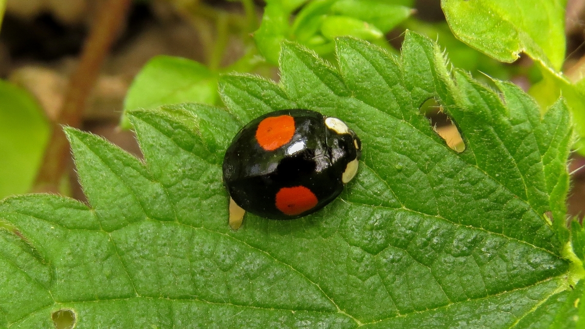 harlekinkatica - Harmonia axyridis