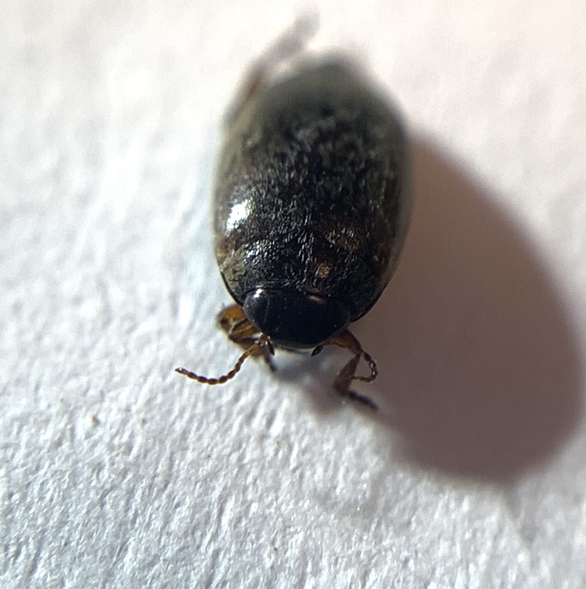 gyakori kiscsíkbogár - Hydroporus planus (cf)