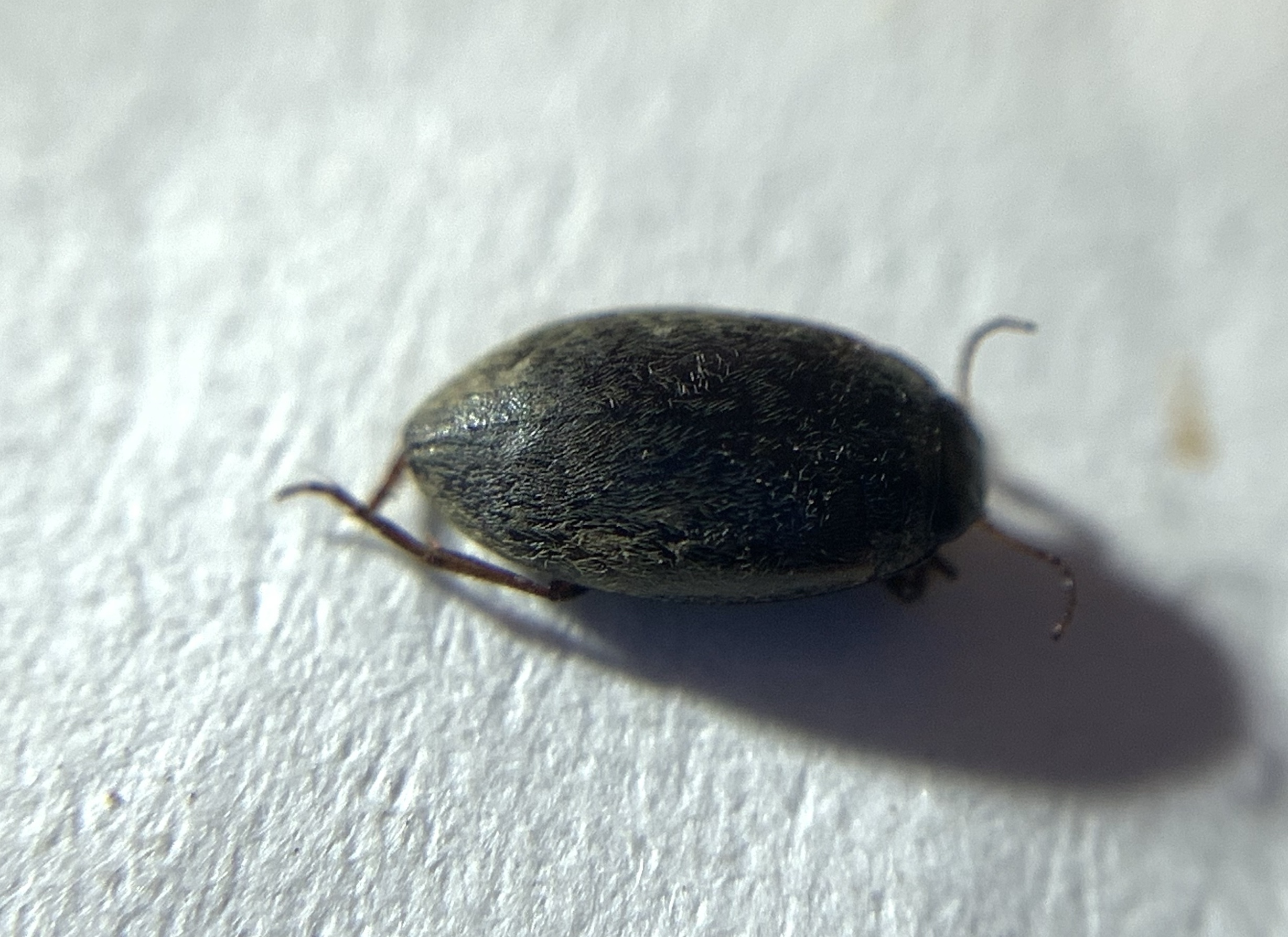 gyakori kiscsíkbogár - Hydroporus planus (cf)