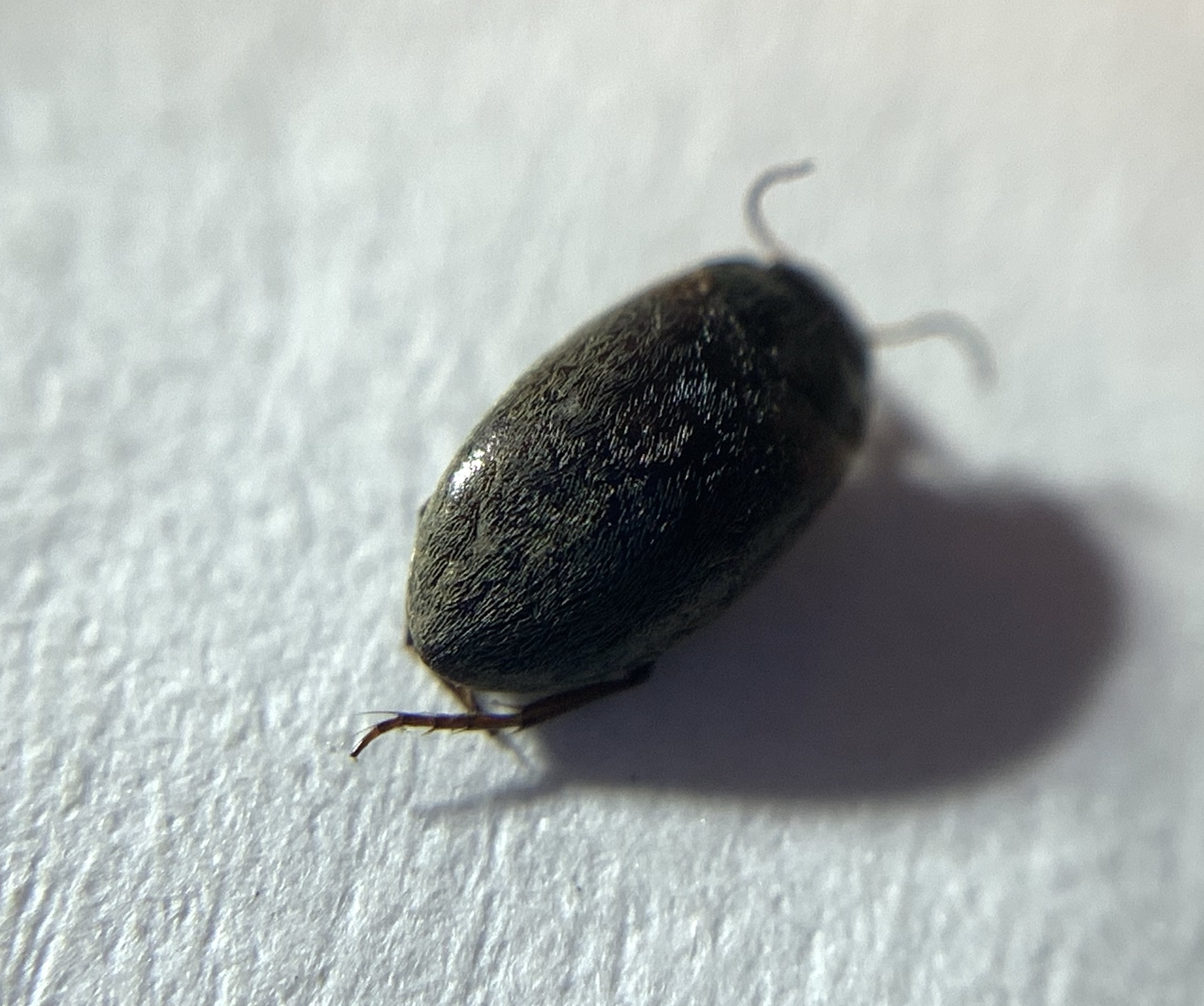 gyakori kiscsíkbogár - Hydroporus planus (cf)