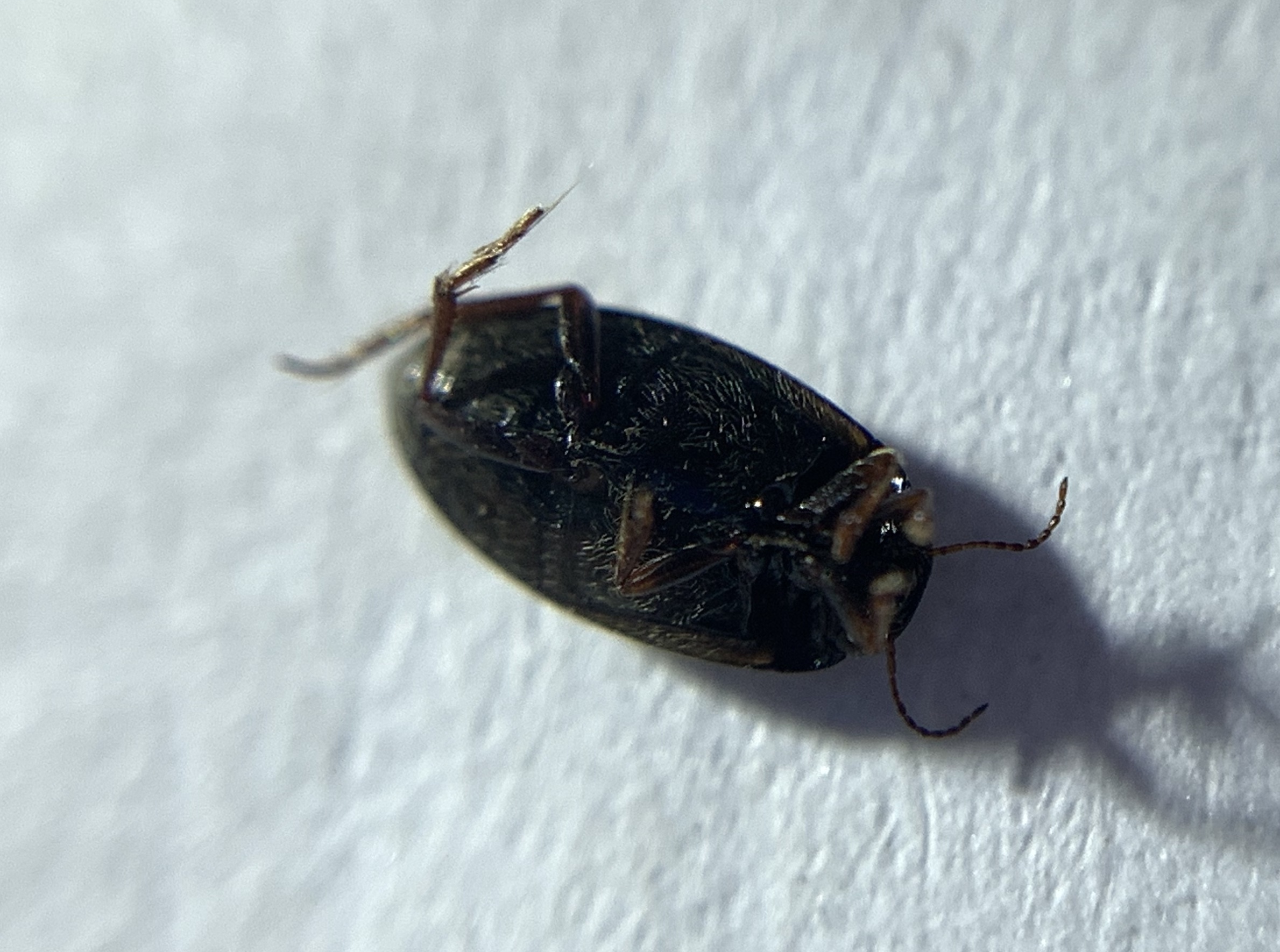 gyakori kiscsíkbogár - Hydroporus planus (cf)