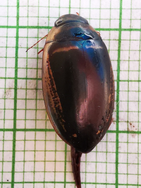 harántsávos mocsáricsíkbogár - Hydaticus transversalis