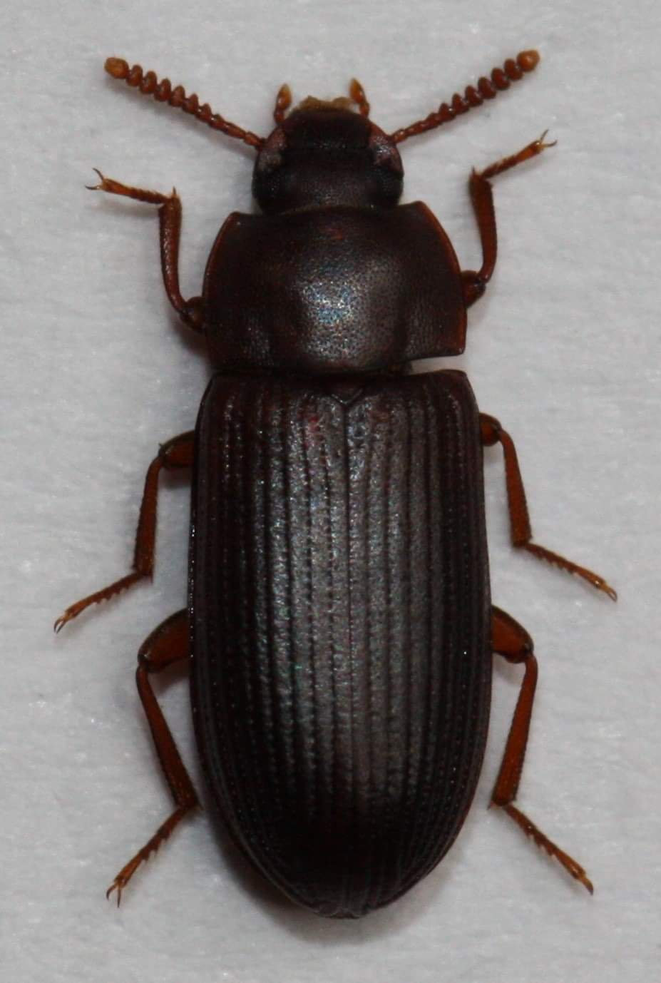 Cynaeus angustus