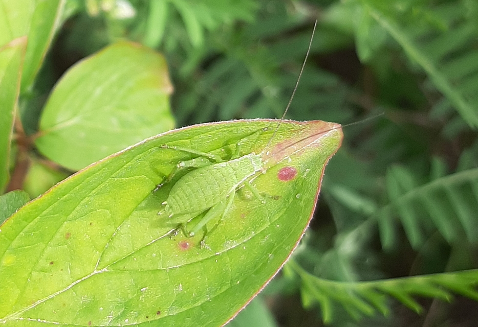 erdei tarsza - Isophya kraussii