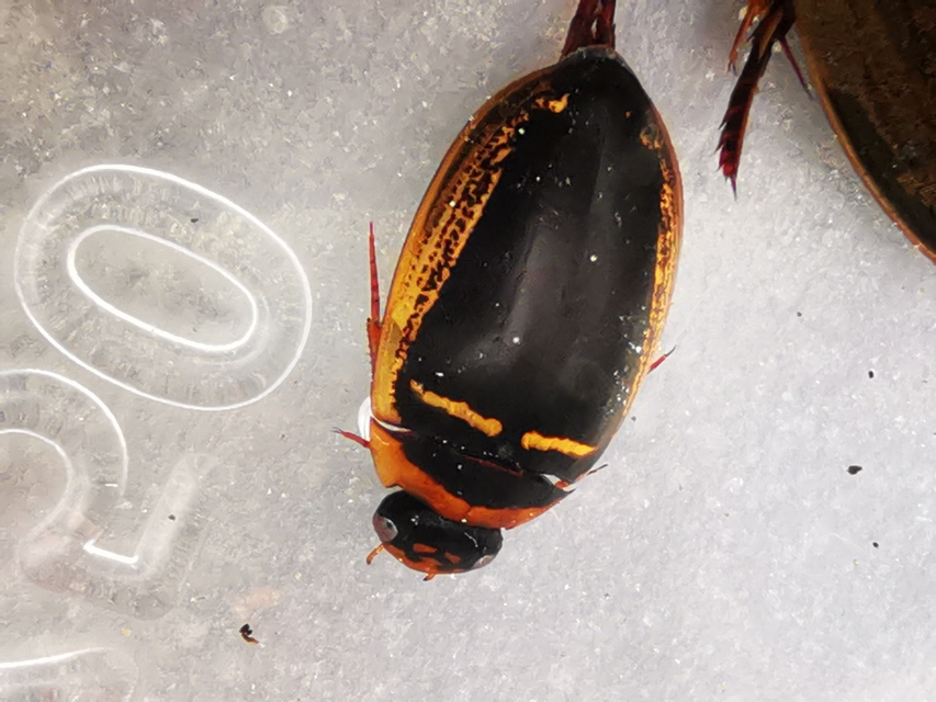 harántsávos mocsáricsíkbogár - Hydaticus transversalis