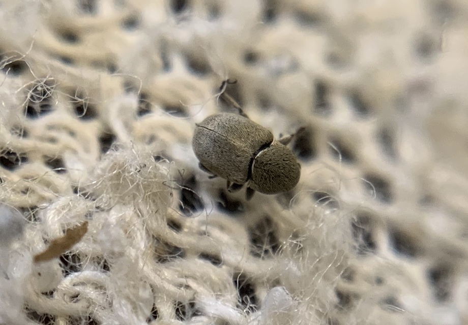 Schuster-rezedabogár - Bruchela schusteri