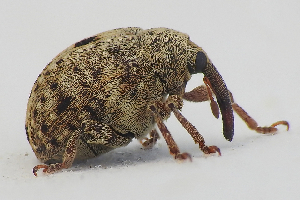 kis ökörfarkkóró-gömbormányos - Cionus thapsus
