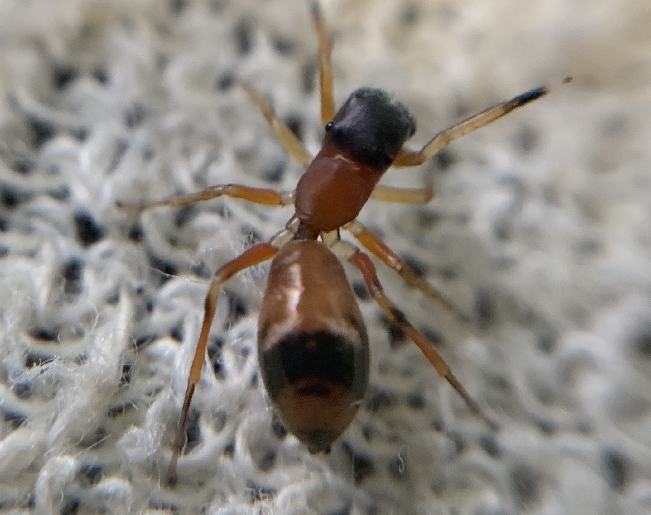 nagy hangyautánzópók - Myrmarachne formicaria