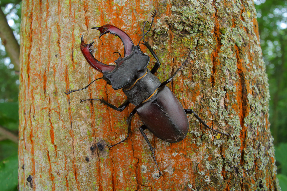 nagy szarvasbogár - Lucanus cervus