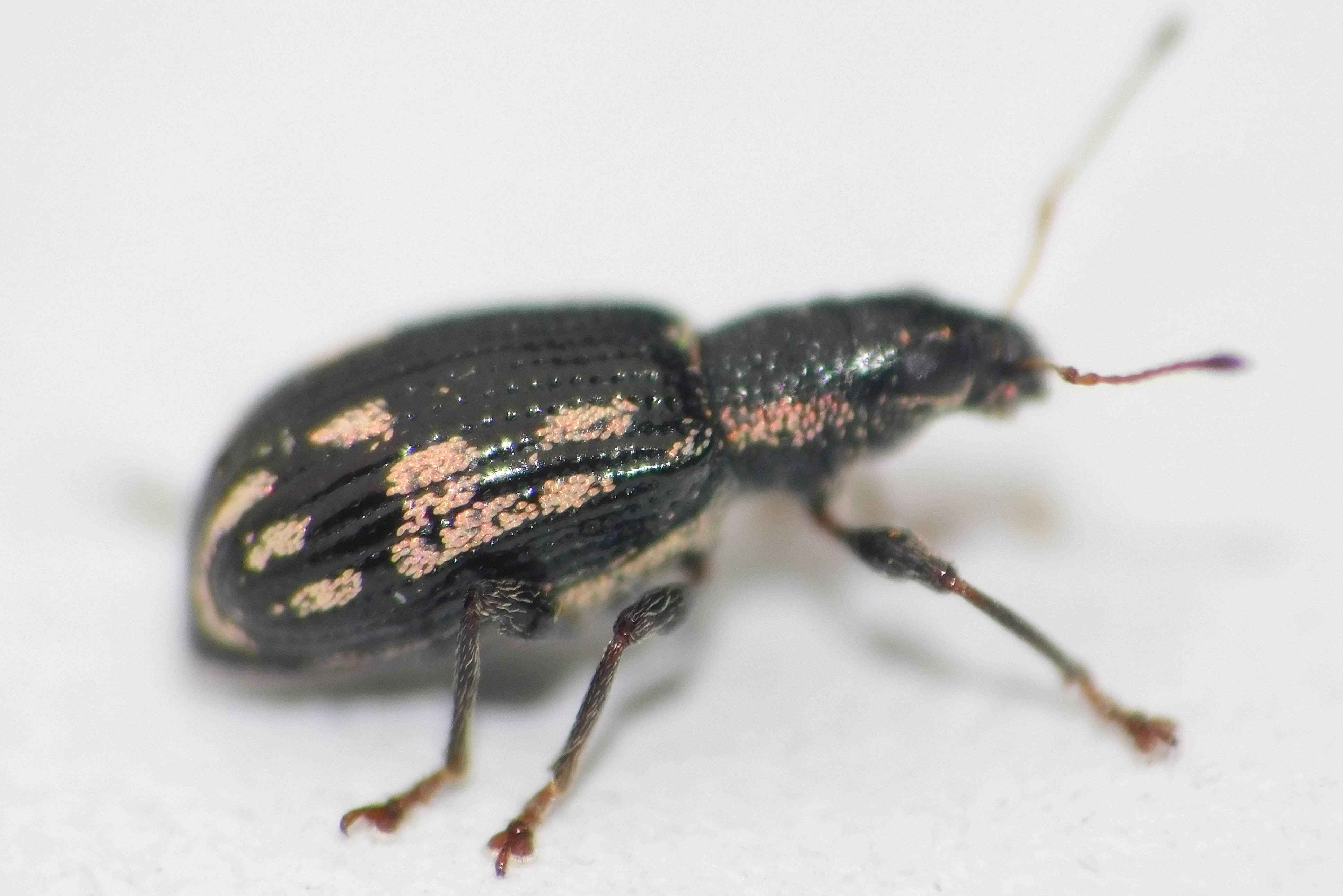 pikkelyfoltos lombormányos - Polydrusus picus