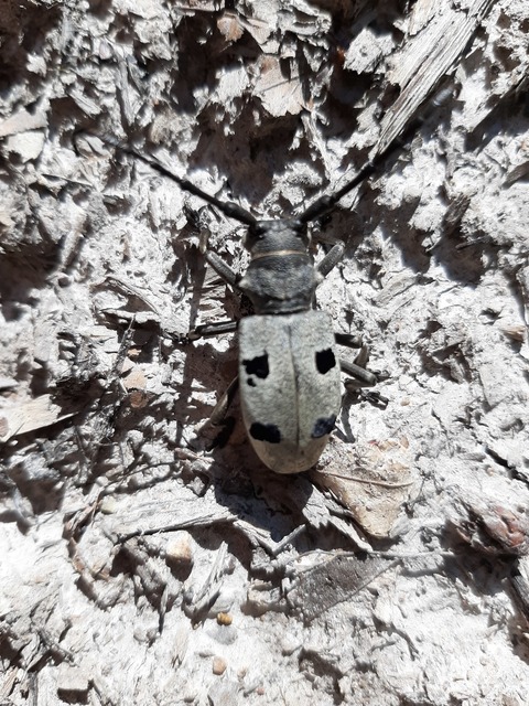 gyászcincér - Morimus asper funereus
